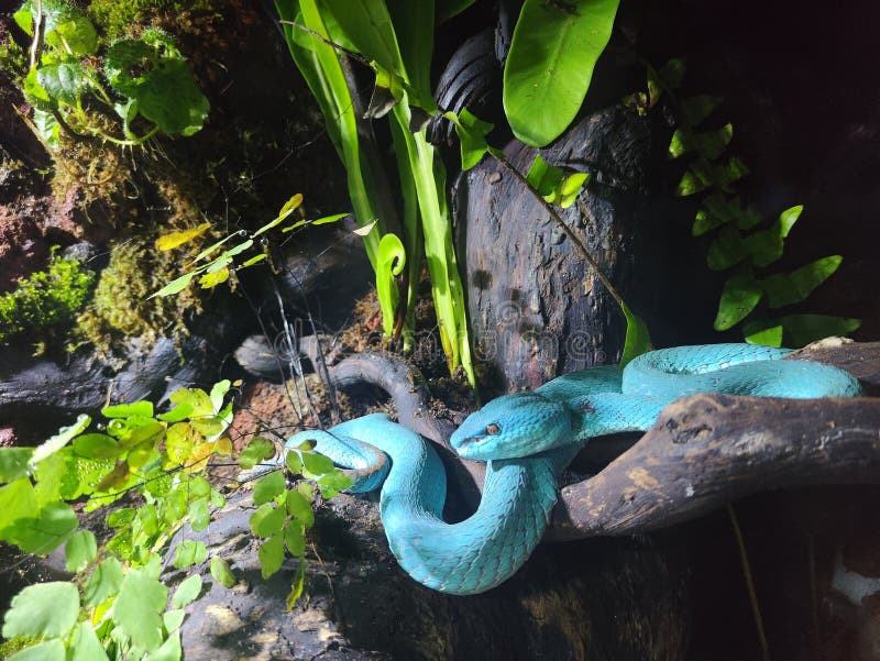 Blue snake take a rest stock photo. Image of biru, rest - 361842414
