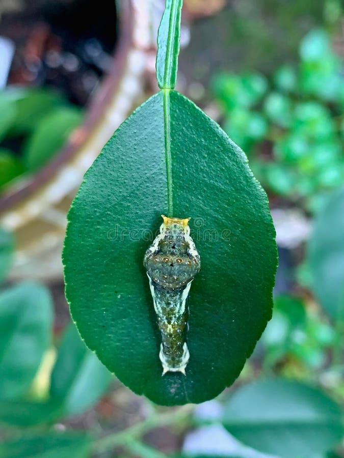 Close-Up of a Caterpillar Chrysalis on a Green Leaf in a Natural ...