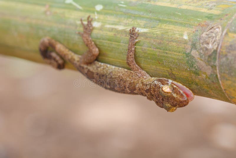 Ulber`s Gecko in Tropical Forest Stock Image - Image of closeup ...