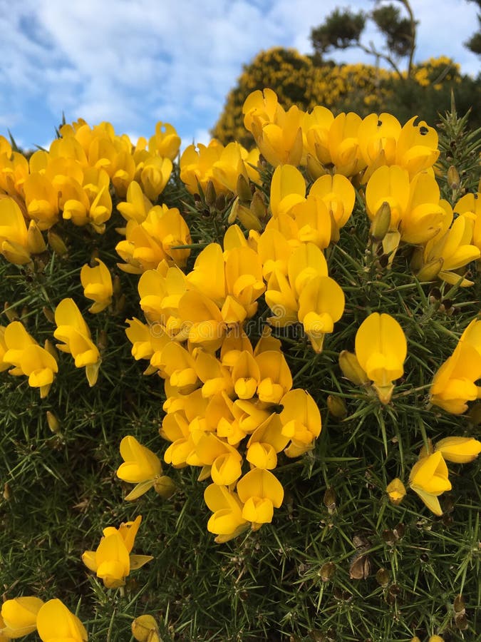 Ulex Europaeus, Gorse, Common Gorse Stock Photo - Image of bright ...