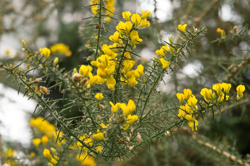 Gorse, Ulex europaeus stock image. Image of espy, outdoors - 96930463