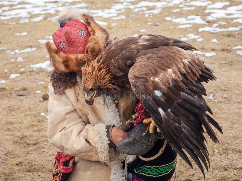 Predatory Golden Eagle Eats Prey Editorial Photography - Image of head ...
