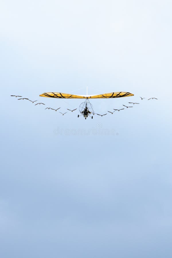 Ulm and bird in the sky stock image. Image of birds, plane - 17379145