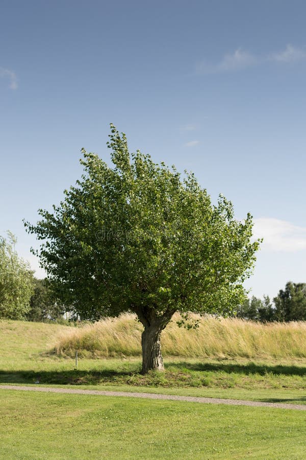 Ulme-Baum stockbild. Bild von baum, ulme - 13933963