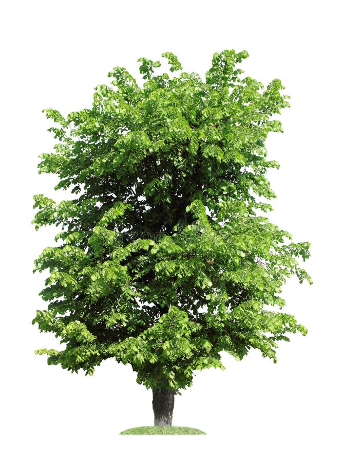 14,811 Ulme Stock Fotos - Freie & Royalty-Free Stock Fotos von Dreamstime