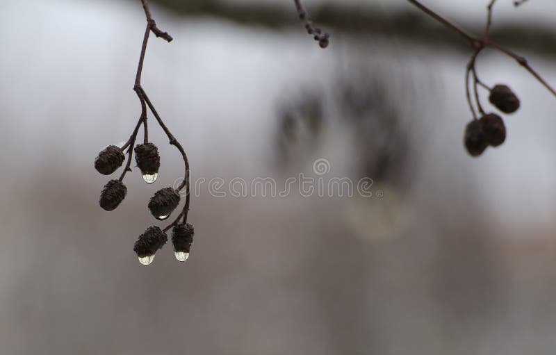 Ulmen-Samen stockbild. Bild von samen, ulmen - 51303451
