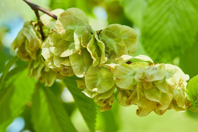Ulmus Minor or Elm Tree Flowering Branch Isolated on a White Background ...