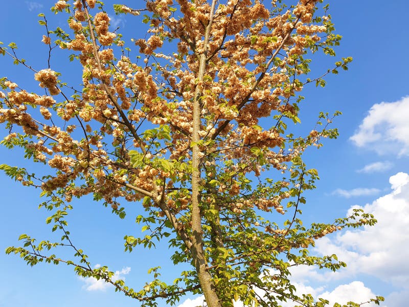 Ulmus Minor Very Nice Shape for a Plant Green, Elongated and Elegant ...