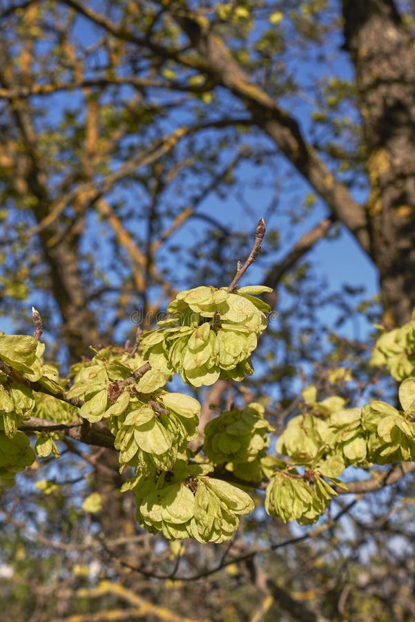Ulmus Minor Tree in Springtime Stock Photo - Image of leaves, close ...
