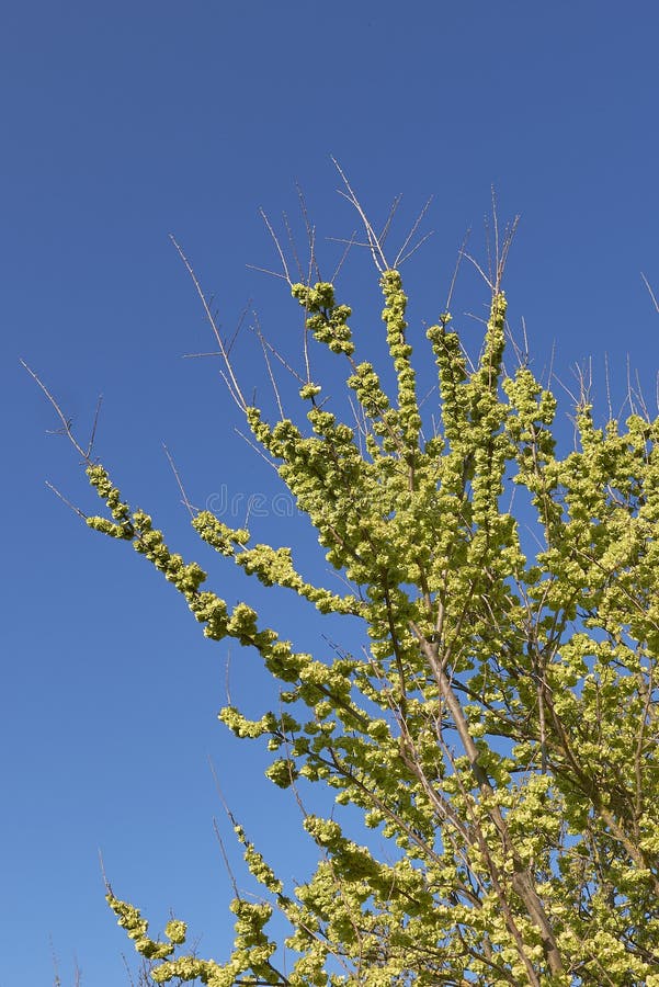 202 Minor Tree Ulmus Stock Photos - Free & Royalty-Free Stock Photos ...