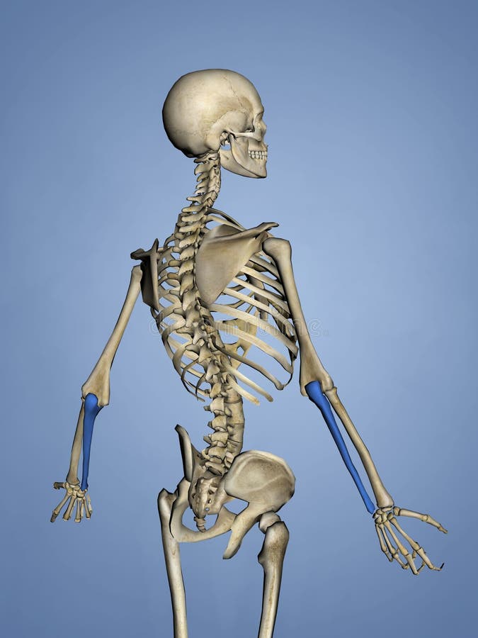 Ulna, Human Skeleton, 3D Model Stock Illustration - Illustration of ...