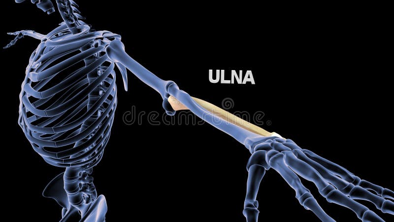 Human Bone Ulna of Upper Limb Stock Illustration - Illustration of ...