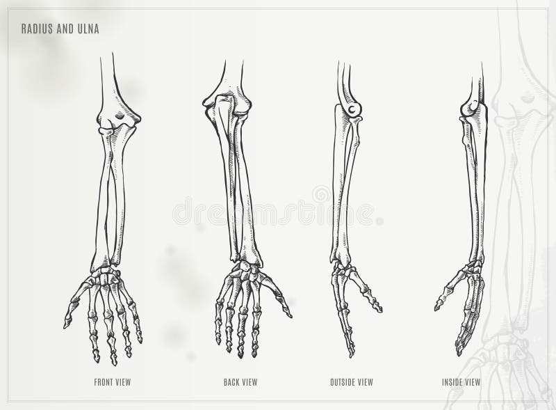 9 Schematic Drawing Of Both The Radius And The Ulna Left