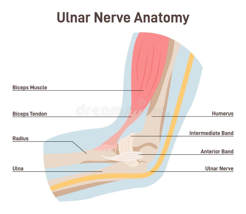 Ulnar Nerve Anatomy. Human Elbow Anatomy with Bones, Muscles Stock ...