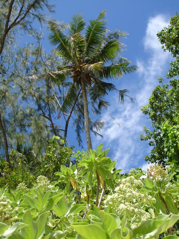 Ulong island stock photo. Image of palms, micronesia, beach - 4005782