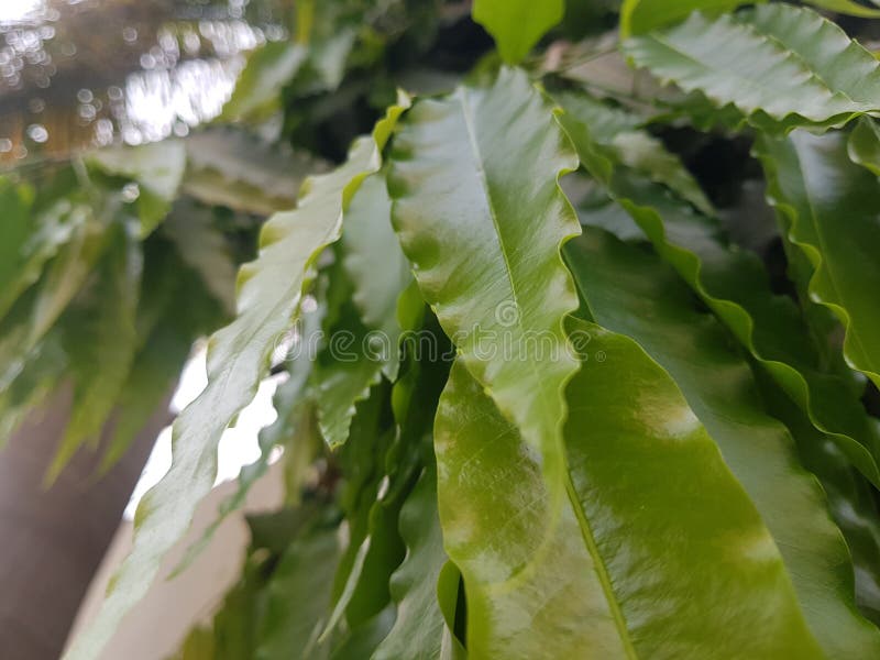 Ulta shouq named tree stock image. Image of nature, yellow - 181623353