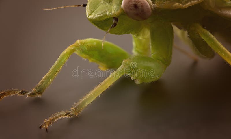 Leaf Hopper Spider stock photo. Image of insect, jump - 211216716