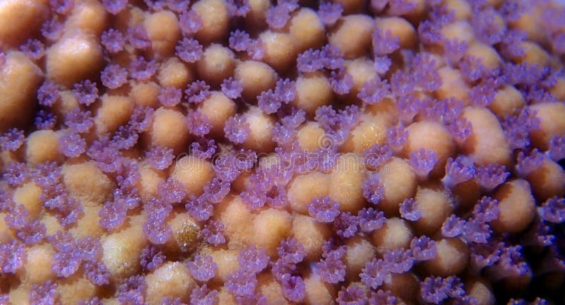 Ultra Macro Polyps Scene from Montipora Short Polyp Stony Coral Stock ...