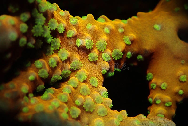 Ultra Macro Polyps Scene from Montipora Short Polyp Stony Coral Stock ...