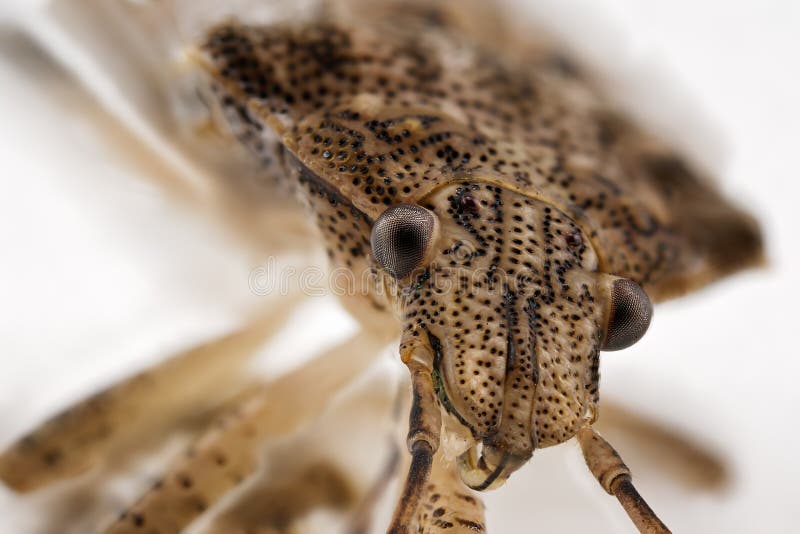 Ultra Macro of Small Brown Stink Bug Stock Image - Image of nature ...