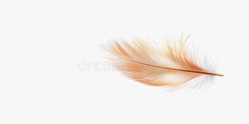 Ultra Minimalist Single Feather Against White Background for ...