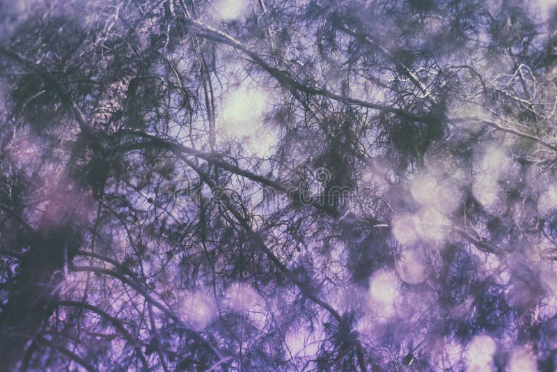 Ultra Violet Background Effect with Double Exposure and Abstract Trees ...