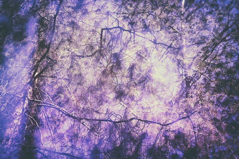 Ultra Violet Background Effect with Double Exposure and Abstract Trees ...