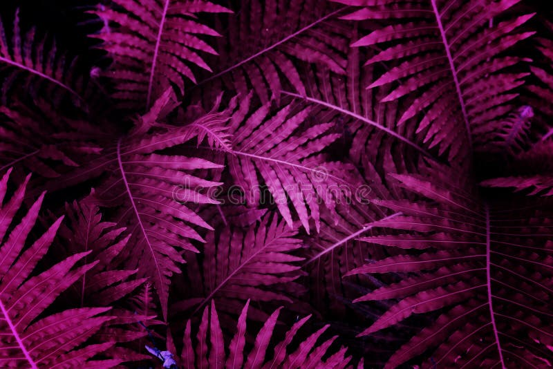 Ultra Violet Background Effect Made of Tropical Leaves Stock Photo ...