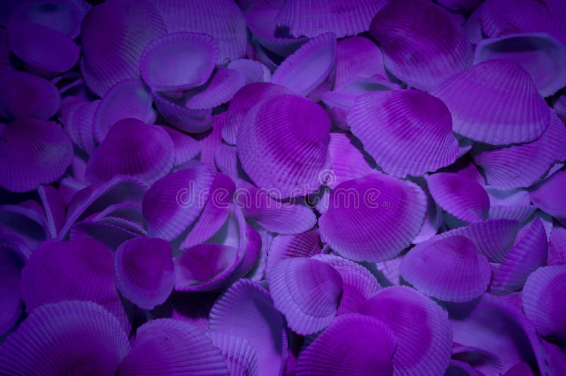 Ultra Violet Sea Shells stock photo. Image of coast - 193744008