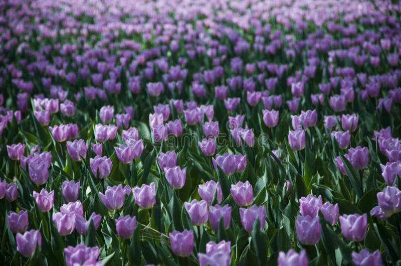 Ultra Violet Tulips, Srgb Image Stock Photo - Image of agriculture ...