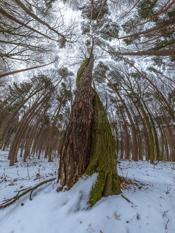 Wide panorama stock image. Image of plant, park, scenery - 241140127