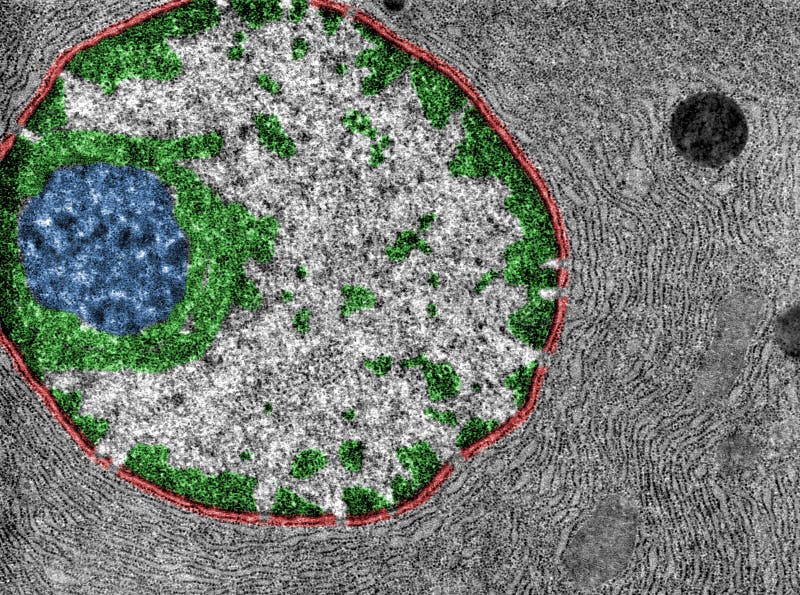 Nucleus and nucleolus, TEM stock photo. Image of cytology - 101301440