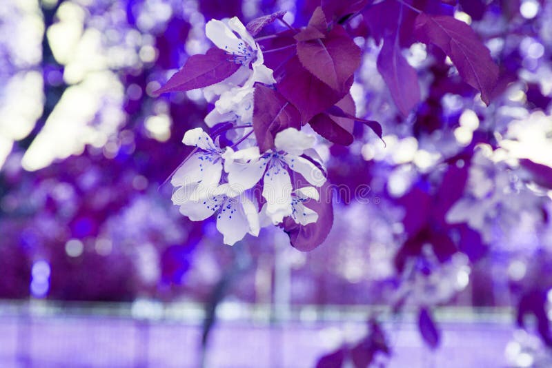 Ultraviolet Bloom Apple Tree Stock Photo - Image of bokeh, color: 237722870