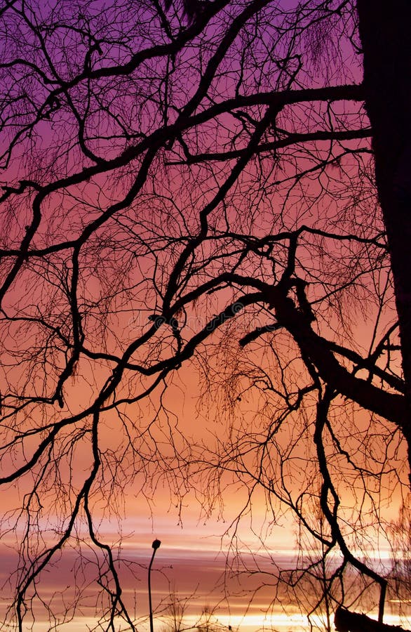 Ultraviolet Sunrise in the North of Sweden Stock Photo - Image of ...