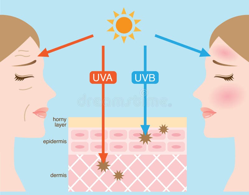 Diagramma Dei Raggi Ultravioletti E Della Protezione Solare ...