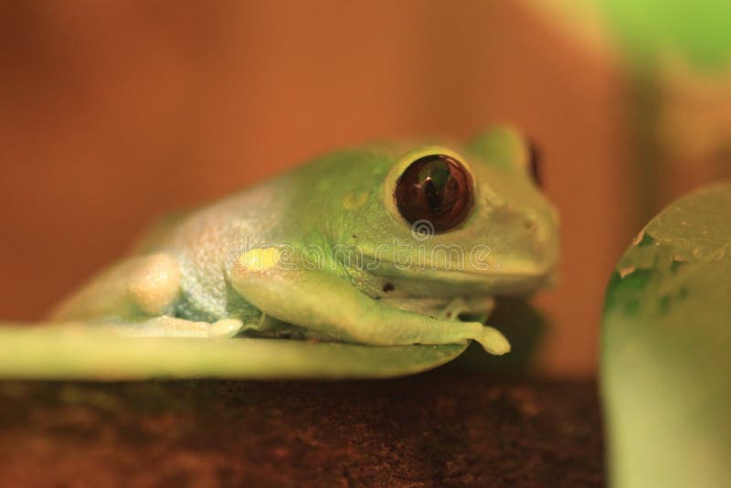 Uluguru forest tree frog stock photo. Image of leptopelis - 38662780