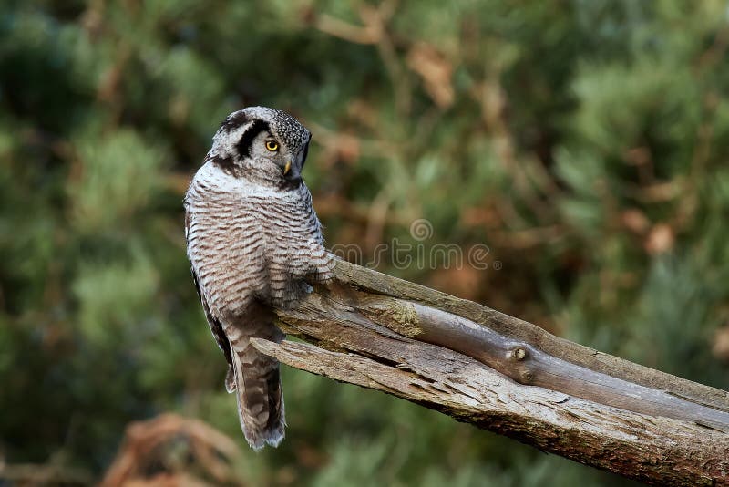 Ulula Nordico Di Surnia Dell'ulula Immagine Stock - Immagine di animale ...