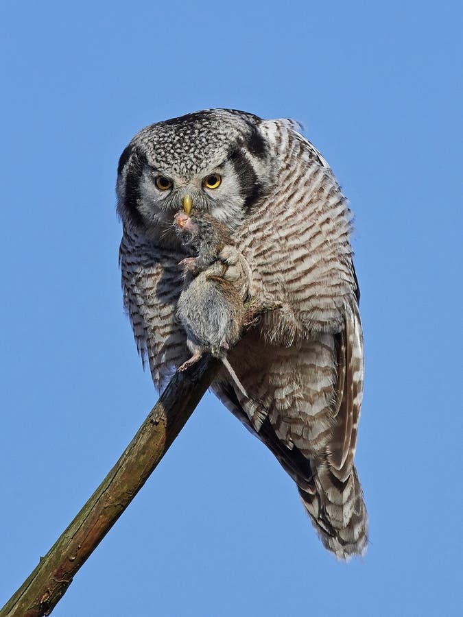 Ulula Nordico Di Surnia Dell'ulula Fotografia Stock - Immagine di ...