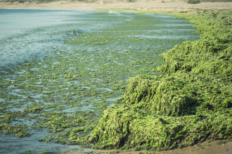 Ulva Compressa De Algas Verdes Imagen de archivo - Imagen de ...