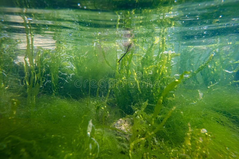 Torn Bubble Wrap Plastic Packaging Texture Overlay Stock Image - Image ...