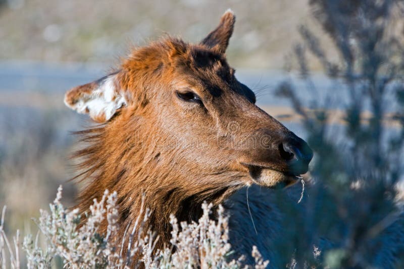 Um alce comer. imagem de stock. Imagem de mamute, parque - 12701781