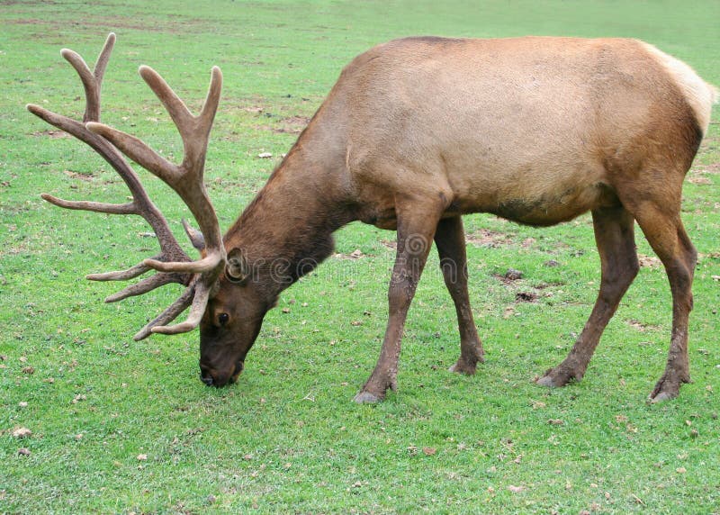 Rena imagem de stock. Imagem de madeira, coma, cervos - 17259973