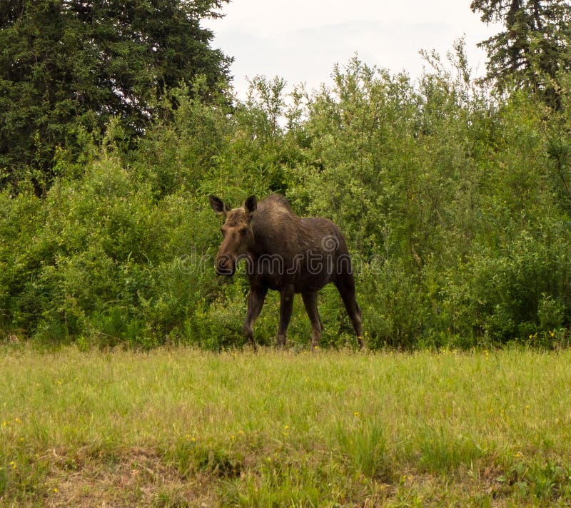 Um alce em Alaska foto de stock. Imagem de fêmea, majestoso - 101363604
