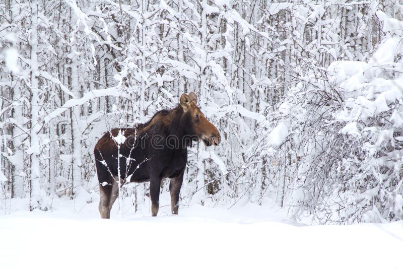Um alce na floresta foto de stock. Imagem de neve, marrom - 35135888