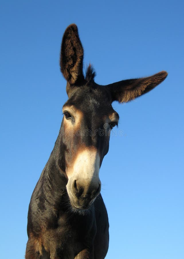 Um burro imagem de stock. Imagem de exterior, animal, nave - 3069277