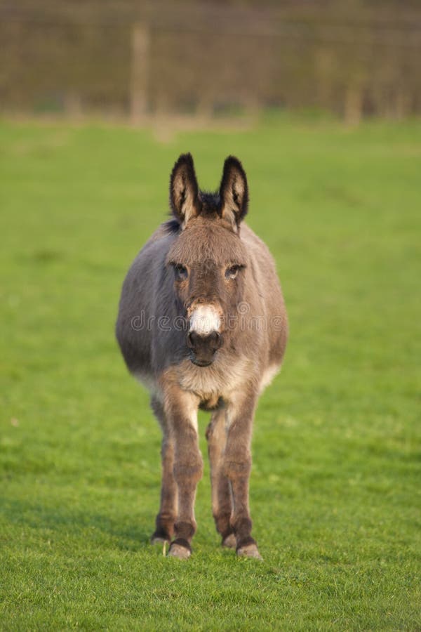 Um asno bonito imagem de stock. Imagem de bélgica, europa - 25704659