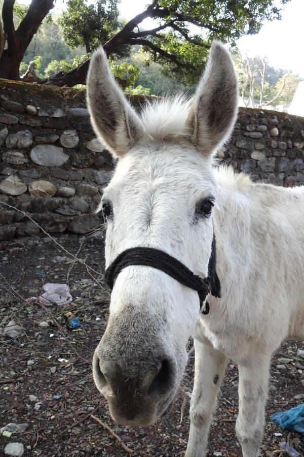 Um Asno Branco Front View Portrait Foto de Stock - Imagem de retrato ...