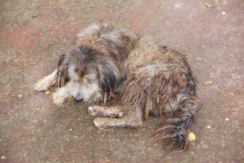Cão sujo foto de stock. Imagem de bulldog, panting, navegação - 23237888