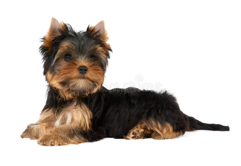 Filhote De Cachorro Do Terrier De Yorkshire Isolado No Branco Imagem de ...