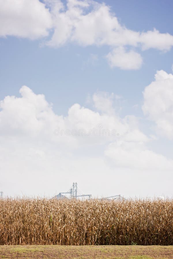 Um Campo Do Milho Secado Apronta-se Para Ser Colhido Foto de Stock ...
